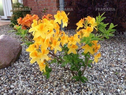 Azálea Gold Topas, Azalea 30 - 40 cm, kont. 5l | | fragaria.sk