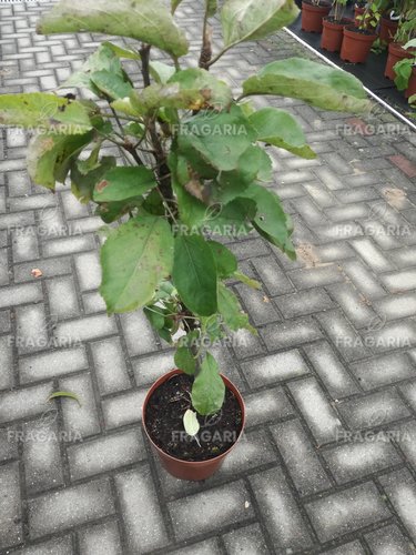 Nemes alma Waltz, Malus domestica 130 - 150 cm, kont. 8 l | Almafa ...
