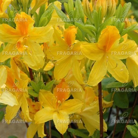 Azálea Gold Topas, Azalea 30 - 40 cm, kont. 5l | | fragaria.sk